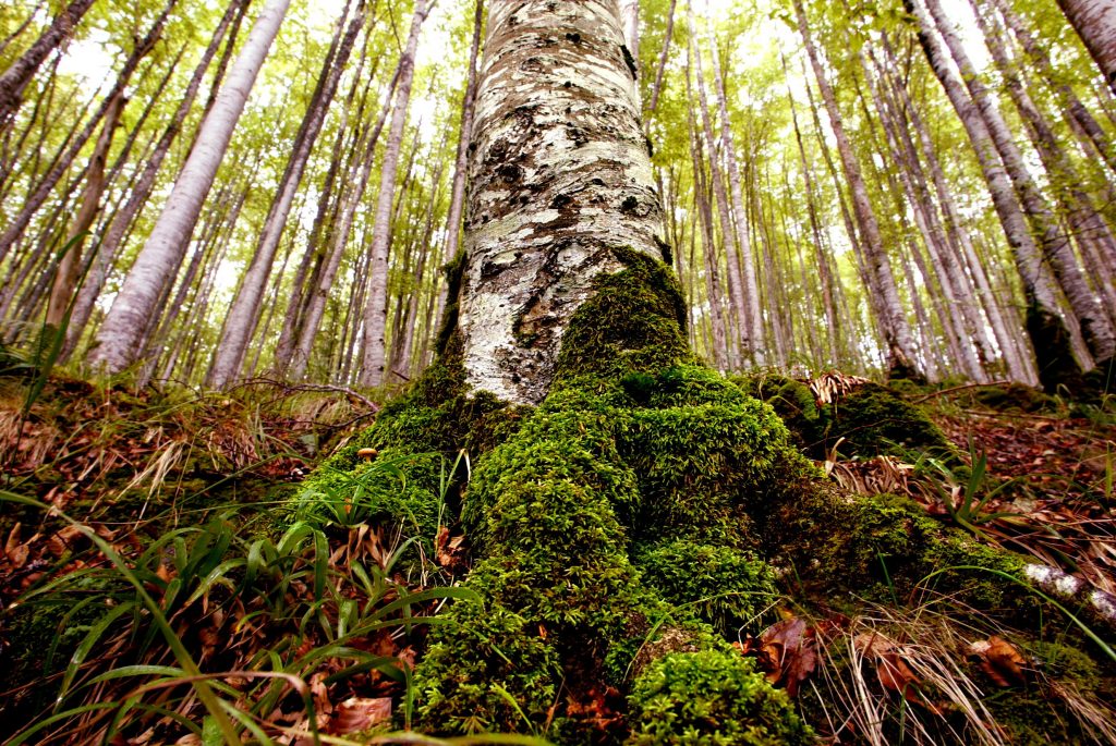 Abedul – Semilla Verde