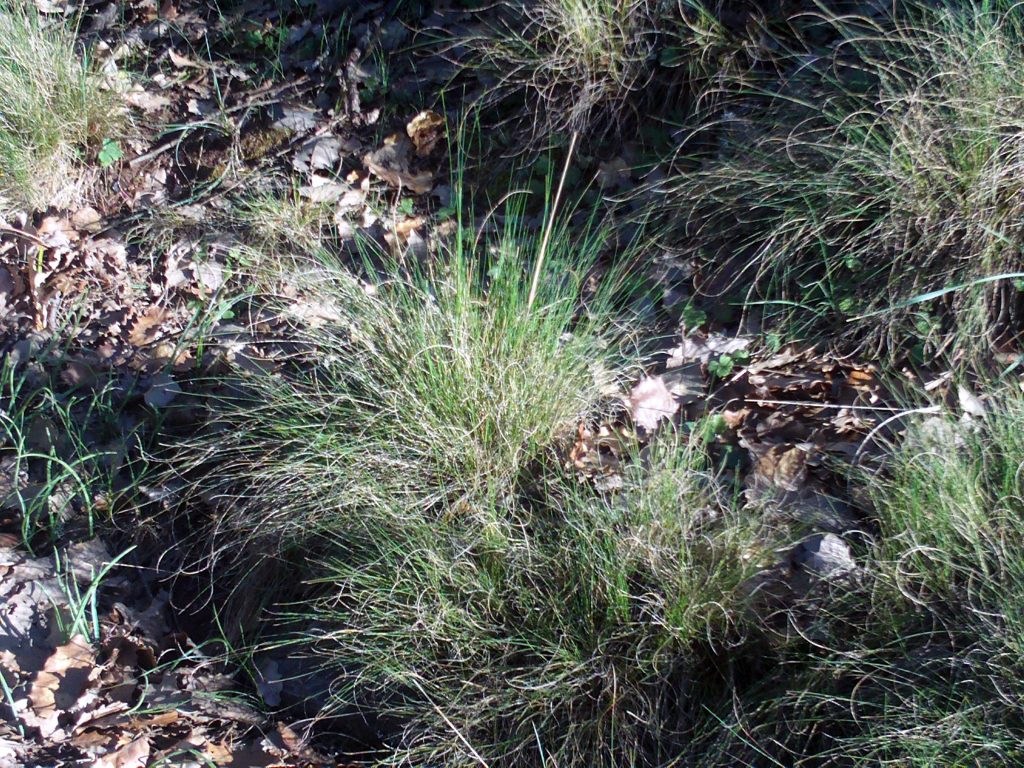 Festuca elegans – Semilla Verde