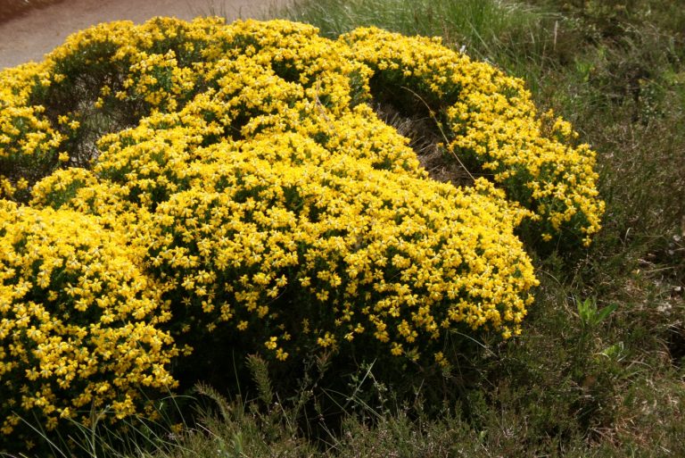 Aulaga – Semilla Verde