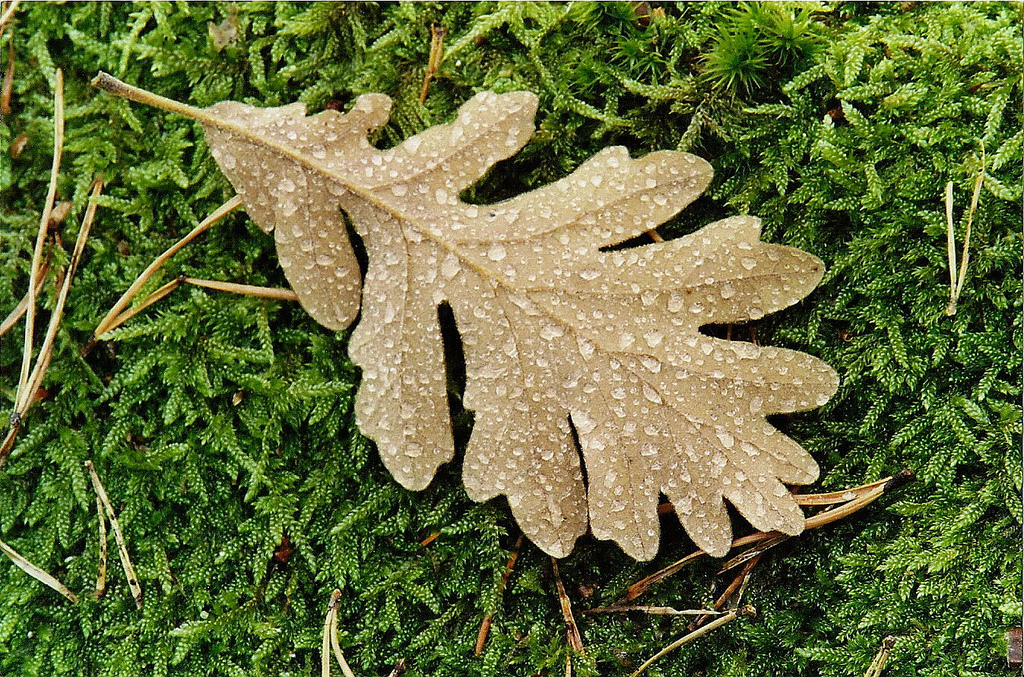 Rebollo – Semilla Verde