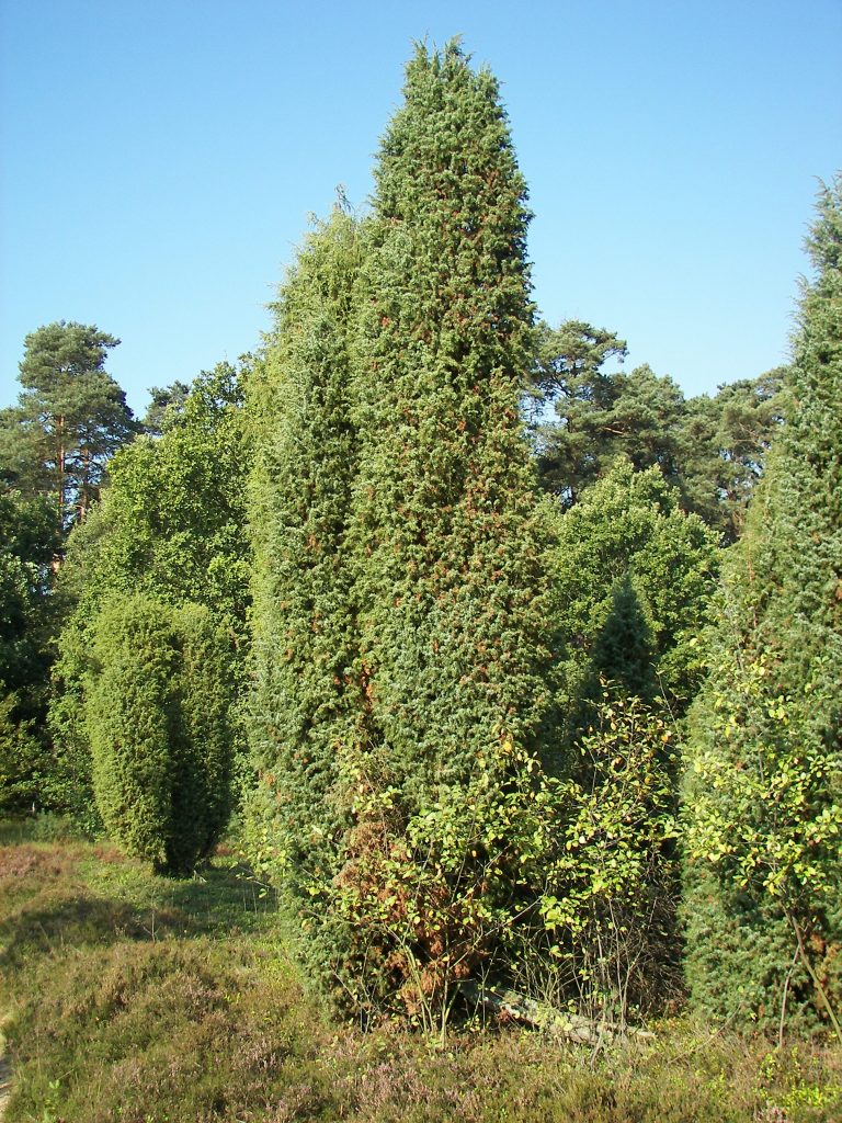 Juniperus – Semilla Verde