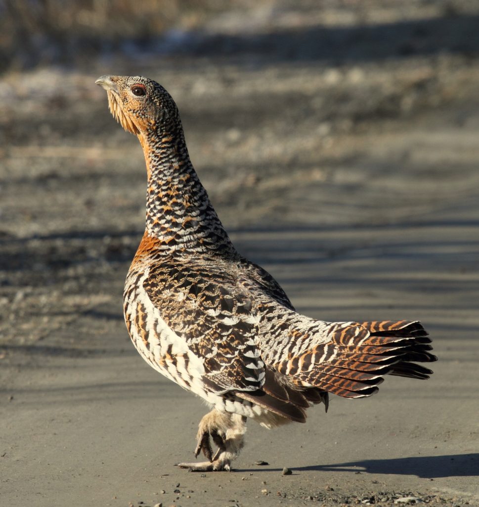 Urogallo – Semilla Verde